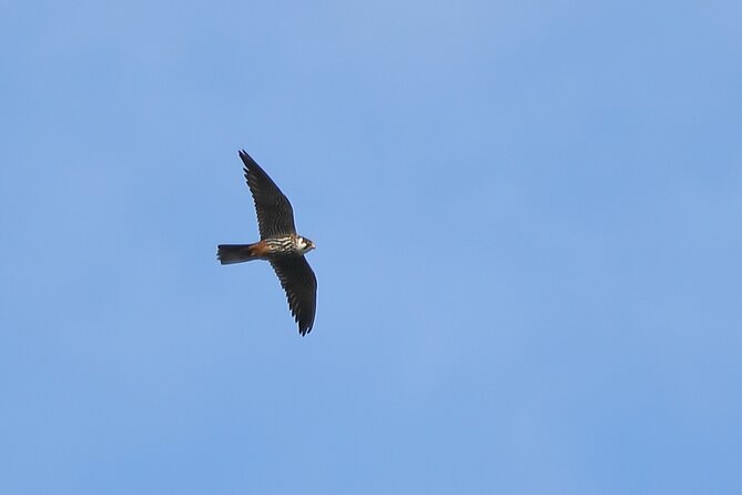 Sussex Birdwatching Private Guided Day Tour - FAQ