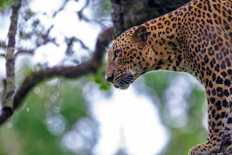 Tangalle/Hiriketiya: Yala National Park Safari in a 4x4 - Who Is This Tour Best For?
