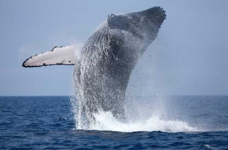 Trincomalee : Whale & dolphin watching +pigeon island tour - Summary of the Experiences Value