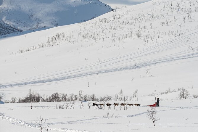 Tromsø: Kvaløya & Sommarøy Guided Tour - FAQ: Your Questions Answered