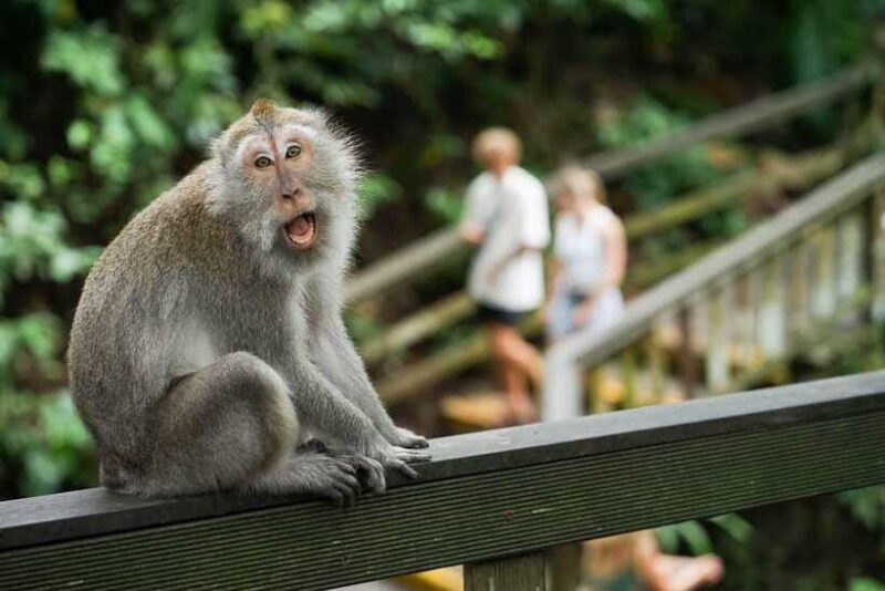 Ubud Bali Tour - FAQ