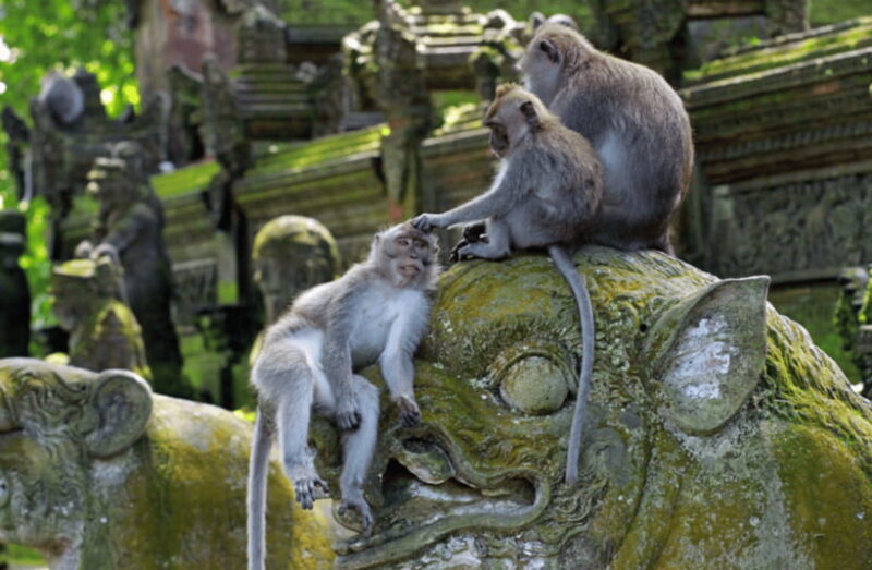 Ubud: Monkey Forest, Waterfall, and Rice Terrace Tour - The Sum Up