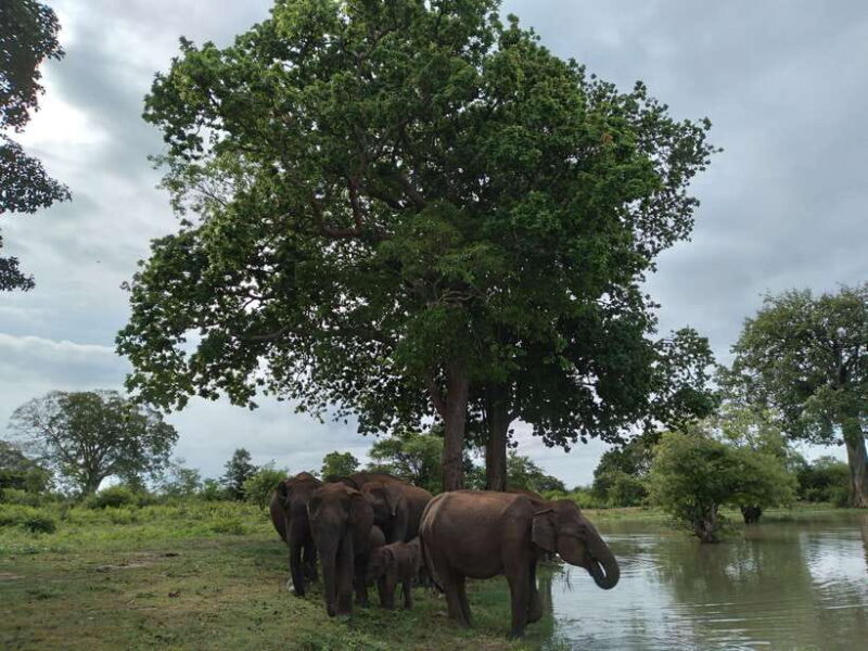 Udawalawe: National park safari & Elephant Transit Home Tour - Who Is This Tour Best Suited For?