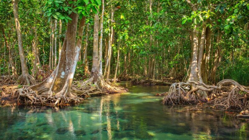 Vam Sat Mangrove Forest Private Tour from Ho Chi Minh City - FAQ