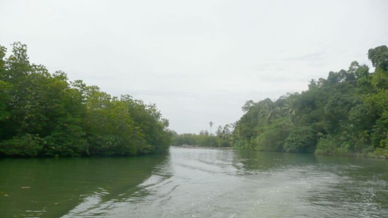 West coast Beach, River Mangroves lagoon, Wildlife boat Tour - What We Love and What to Watch Out For