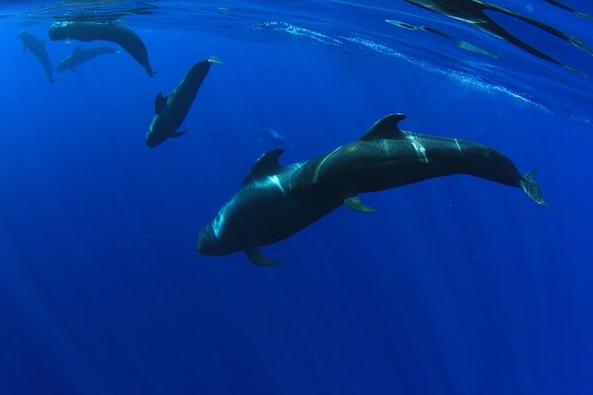 Whale watching and listening Eco-Catamaran Tour with Food Tasting - FAQ