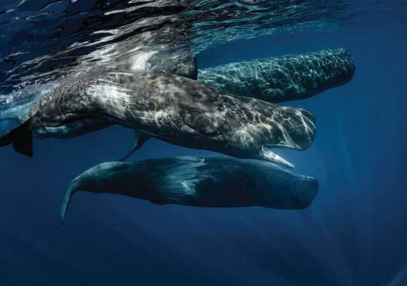 Whale Watching Boat Tour from Galle - FAQ