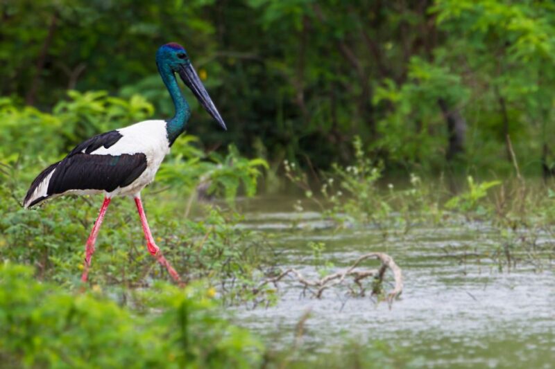 Wilpattu National Park Safari Tour - FAQ