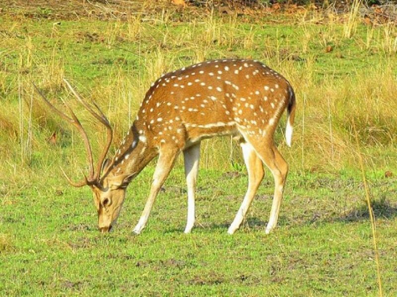 Wonders of Wildlife: 4-Day Chitwan National Park Tour - FAQs