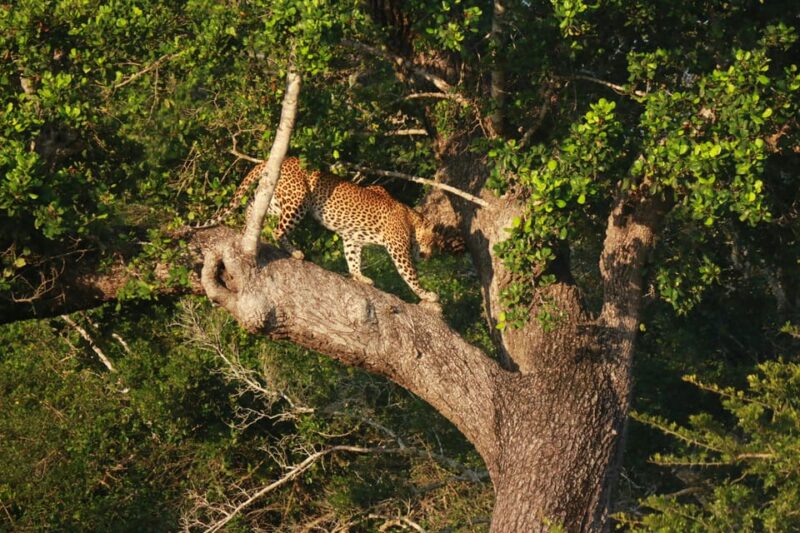 Yala block 5 & 6 (Weheragala & Lunugamwehera) Safari Tours - Who Should Consider This Tour?
