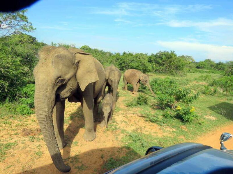 Yala National Park: 7 hour & 12 hour Leopard Safari Tours - Frequently Asked Questions