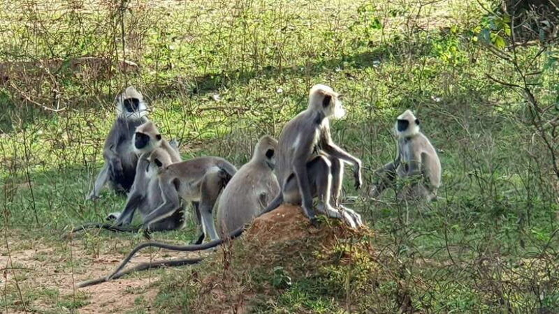 Yala National Park: 7 hours or 12 hours Leopard Wild Safari - The Final Verdict