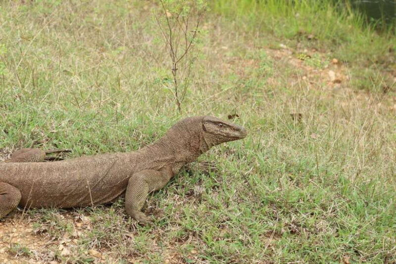Yala National Park - All Inclusive Safari Day Tour - The Sum Up
