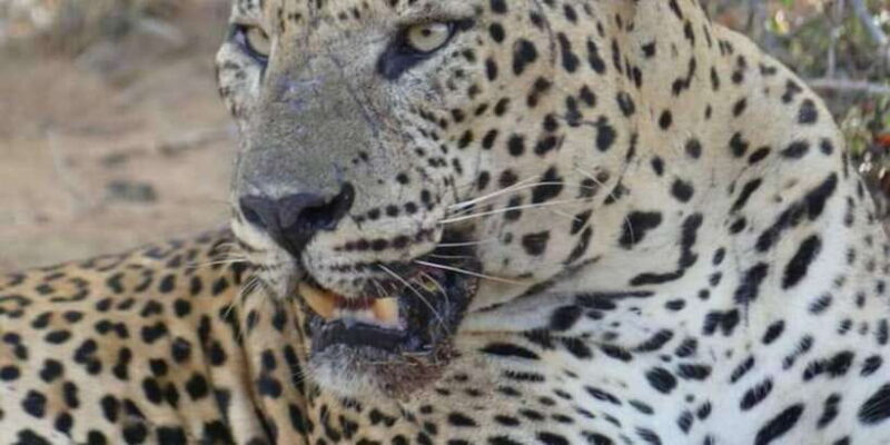 Yala National Park Budget Safari - FAQ