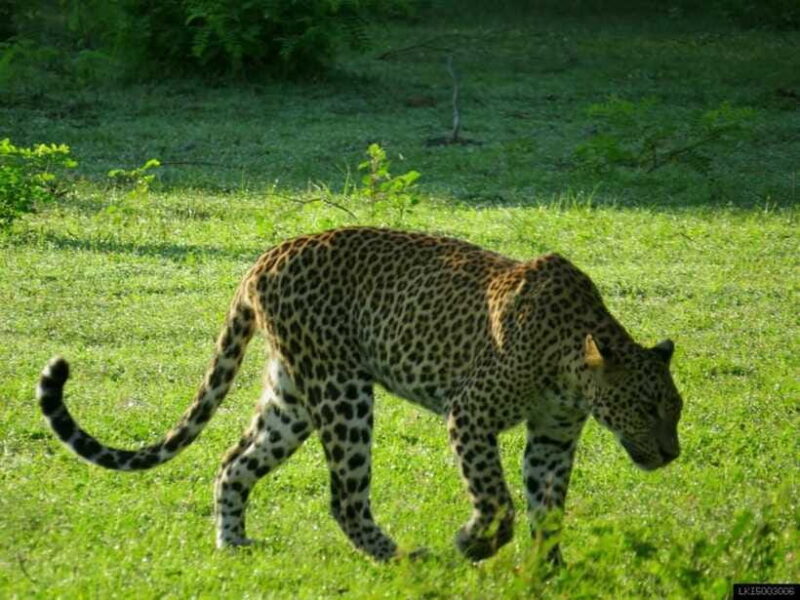 Yala National Park: Jeep Safari From Colombo and Negombo - Final Thoughts