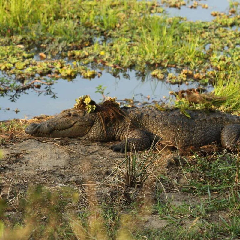 Yala National Park: Morning or Afternoon Safari Tour (5 h) - The Practical Side: Transportation, Timing, and Booking
