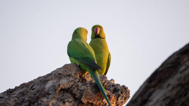 Yala National Park: Private Full Day Safari (04:00-18:00) - Final Thoughts