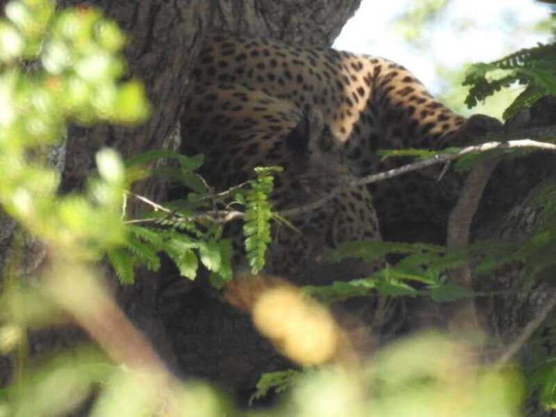 Yala National Park Safari from Ella (+ Jeep) - Frequently Asked Questions