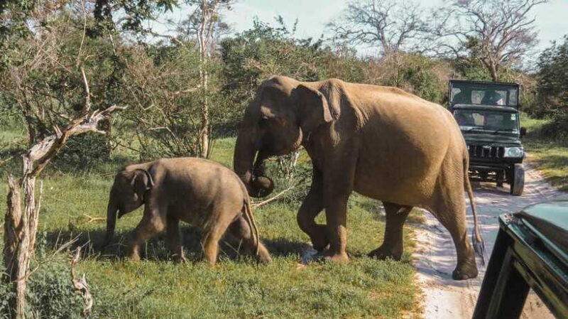 Yala National Park Safari from Tangalle - The Sum Up: Who Is This Safari Best For?