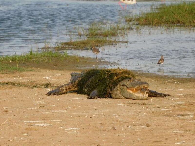 Yala National Park Safari Tours : 7 hours & 12 hours - Final Thoughts: Is This Tour Right for You?