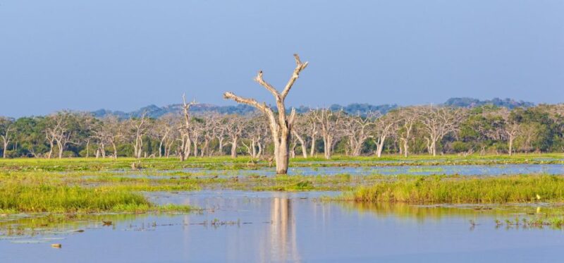 Yala Safari All-Inclusive Package with Convenient Pick Up - FAQ