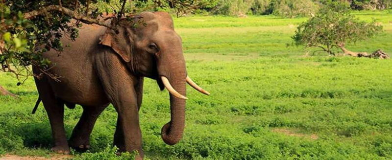 YALA SAFARI TOUR from TANGALLE/HIRIKETIYA/MIRISSA/GALLE - In Closing
