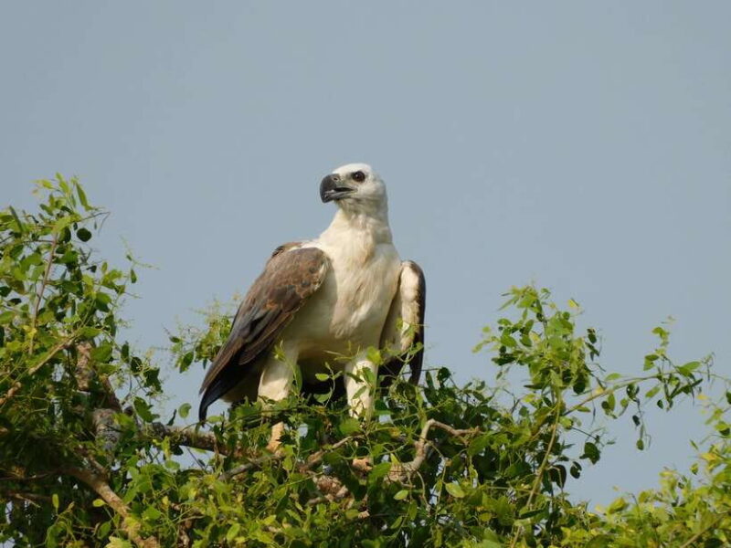 YALA SAFARI TOUR with Galle/Mirissa/Tangalle/Ella Transfers - FAQ