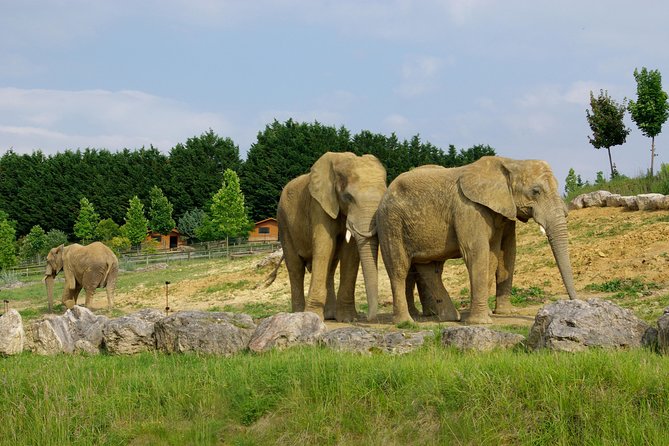 Zoo Of Beauval - Private Trip - The Sum Up