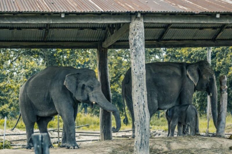 3-Day Chitwan Jungle Safari Adventure From Kathmandu/Pokhara - FAQ