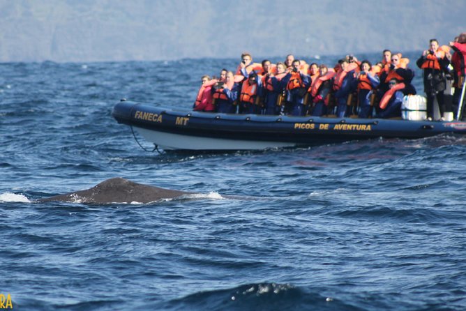 Azores Whale Watching Tour  Ponta Delgada - The Itinerary in Detail
