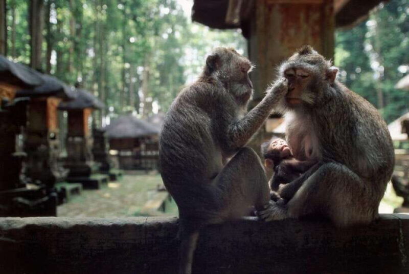 Bali: Customizable Tour with Local Guide - The Sum Up