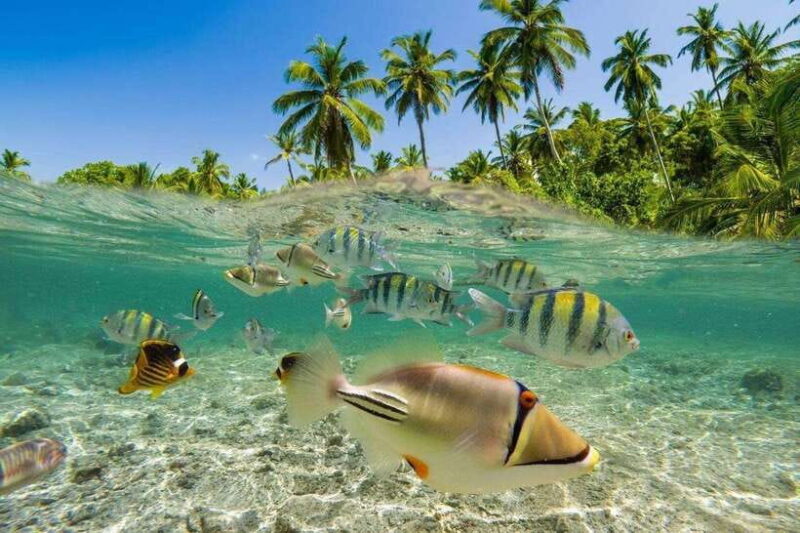 Bali: Snorkling Blue Lagoon Beach include Lunch & Transport - Practical Tips for Your Snorkeling Day