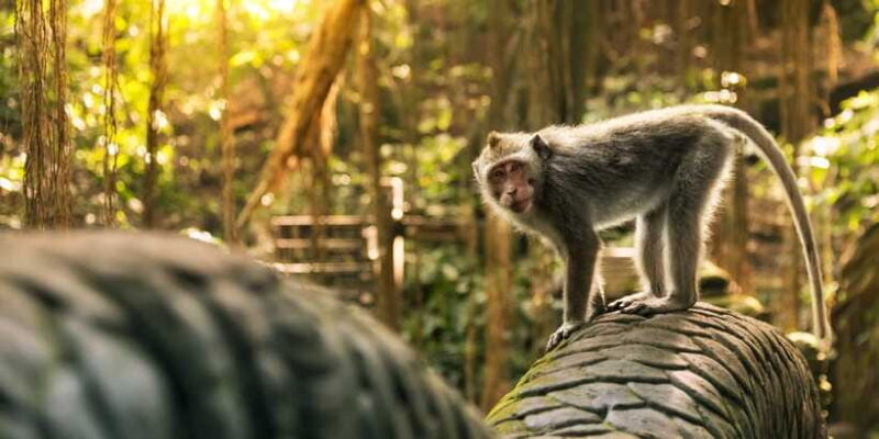 Bali: Ubud (Temple, Spring, Rice Terraces, & Waterfall) - FAQ