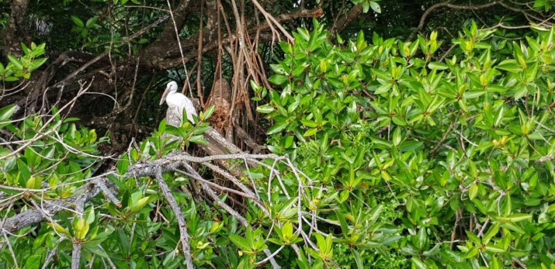 Bentota: River Boat Safari - FAQ