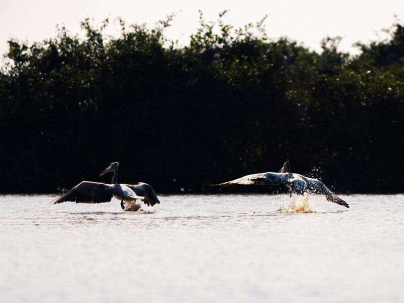 Bird Watching at Tonle Saps Inundated Forest From Siem Reap - FAQ: Your Questions About the Bird Watching Tour