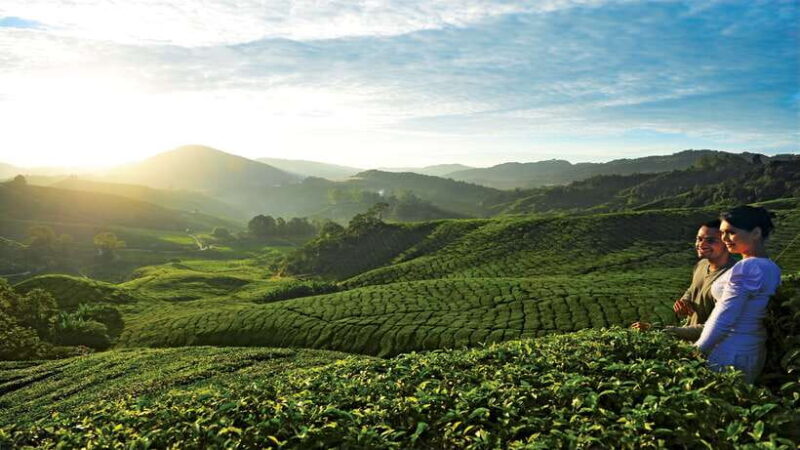 Cameron Highlands 1 Day Tour from Kuala Lumpur - Practical Tips for Considering This Tour