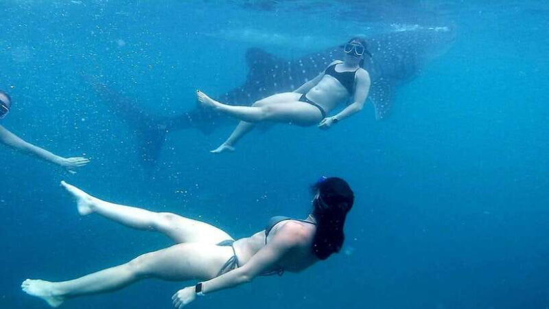 Cebu: Join Whale Shark Swimming & Kawasan Falls Canyoneering - Final Thoughts