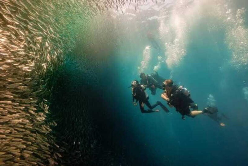 Cebu: Moalboal Scuba Diving, Sardines Run & Pescador Snorkel - FAQ