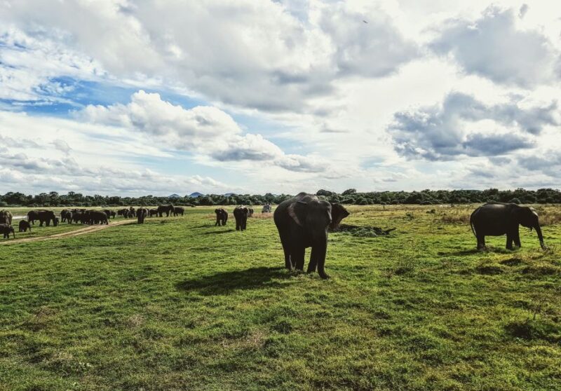 Colombo/Negombo: Sigiriya, Dambulla, and Minneriya Safari - Final Thoughts