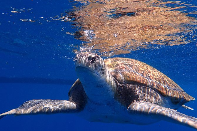Diving Adventures - Boat and Shore Diving - The Value Proposition