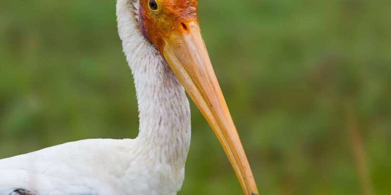 Ella: Safari Day Trip to Yala & Udawalawe with Lunch - FAQ