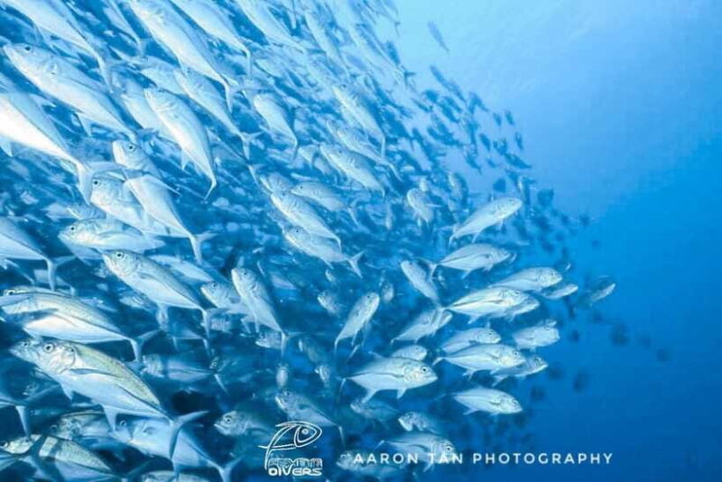 Fisheye Divers: Discover Scuba Diving - The Sum Up