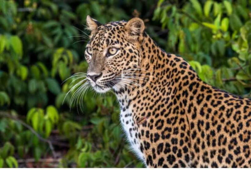 From Anuradhapura: All Inclusive Full Day Safari at Wilpattu - Who Is This Tour Best For?