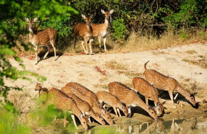 From Bentota: Full-Day Yala National Park Safari Tour - The Sum Up