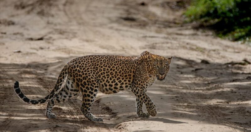 From Galle/Mirissa/Hikkaduwa - Yala Full Day Safari Tour - FAQ