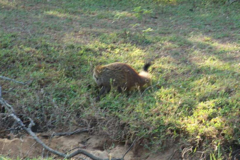 From Galle/ Mirissa/ Tangalle : Udawalawa Safari & Drop Ella - FAQs