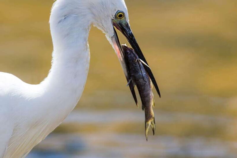 From Hikkaduwa/Galle/Weligama/Mirissa: Udawalawa Safari Tour - FAQ