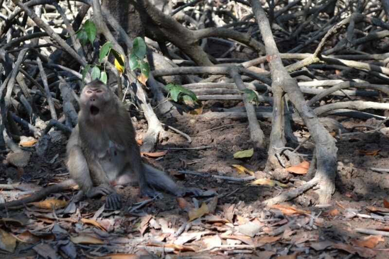 From Ho Chi Minh City: Can Gio Mangrove Guided Forest Tour - FAQ