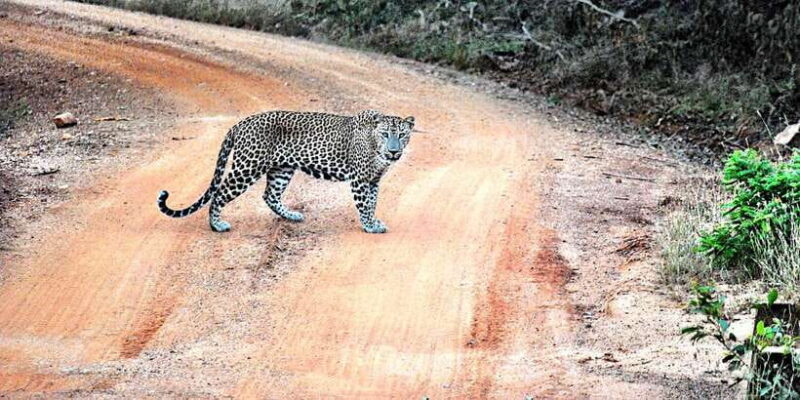 From Negombo: Wilpattu National Park Safari Guided Day Tour - Final Thoughts: Who Should Consider This Tour?