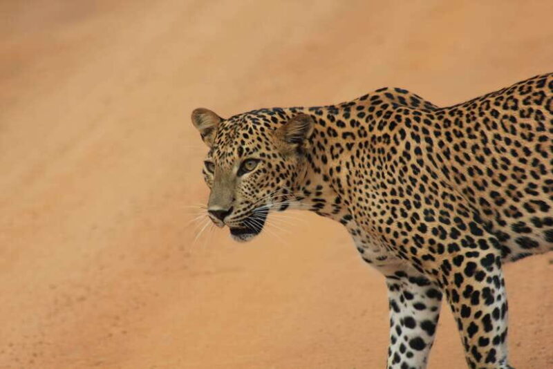 GALLE/MIRISSA/TANGALLE/HIRIKETIYA DROP to ELLA & YALA SAFARI - FAQ